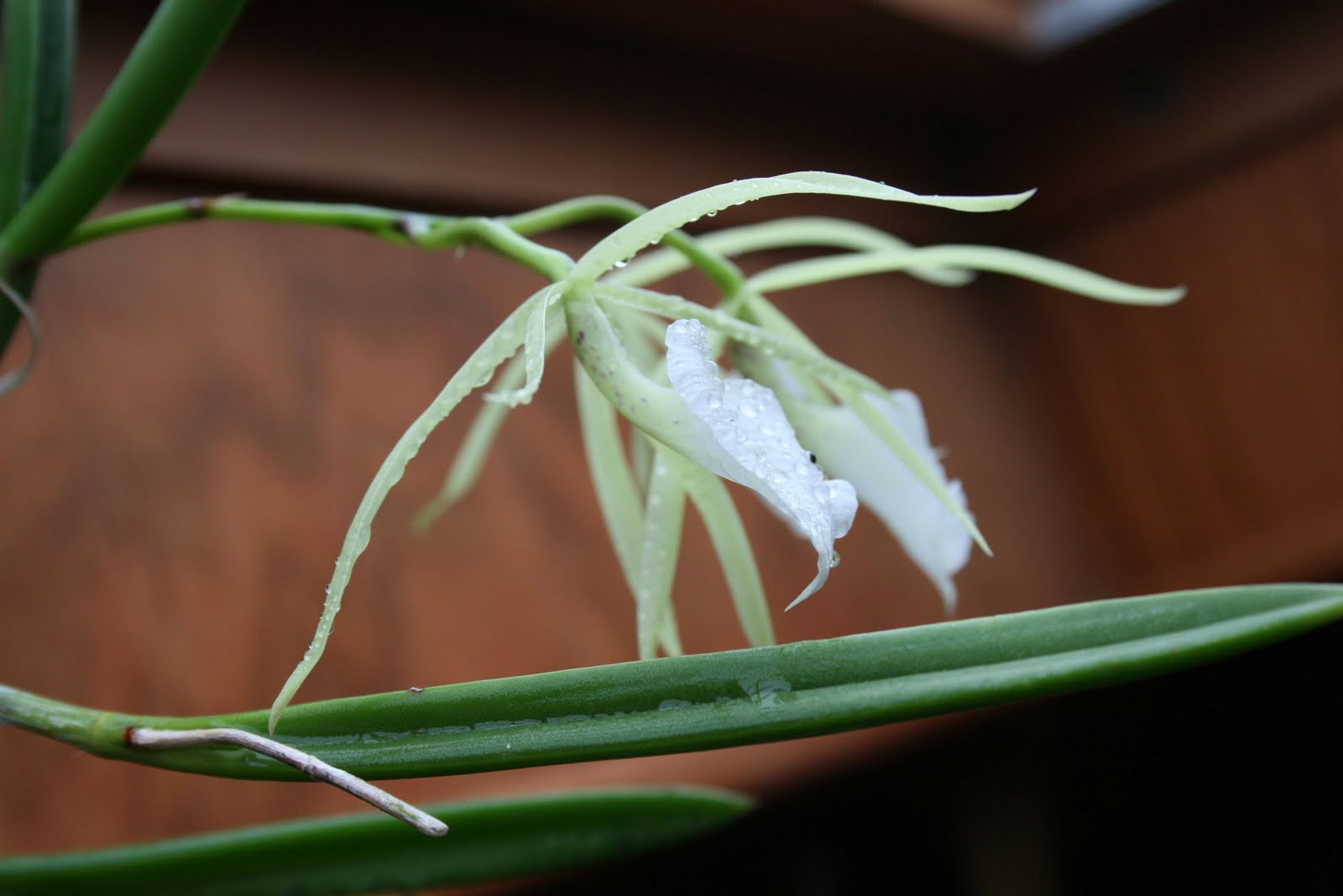Las orquídeas de Iván Arroyo (Turrusta): Brassavola [B.] nodosa
