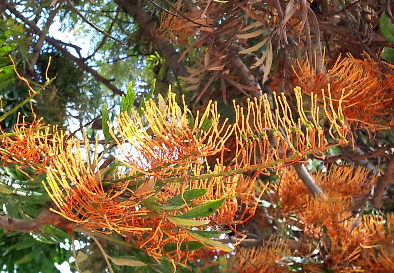 Árboles con alma: Roble australiano (Grevillea robusta)