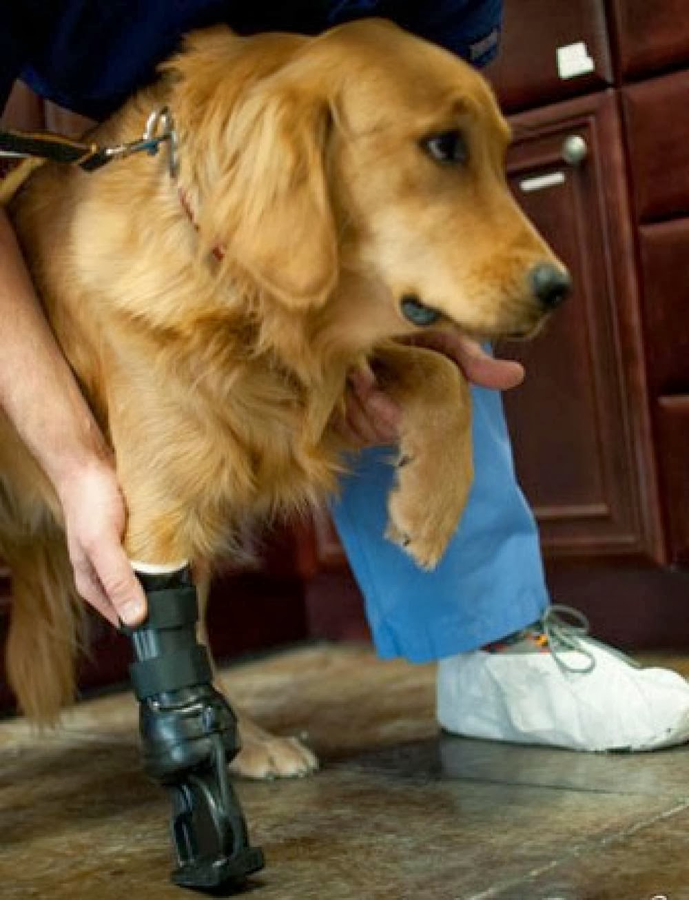 +que4patas: Animales con extremidades artificiales