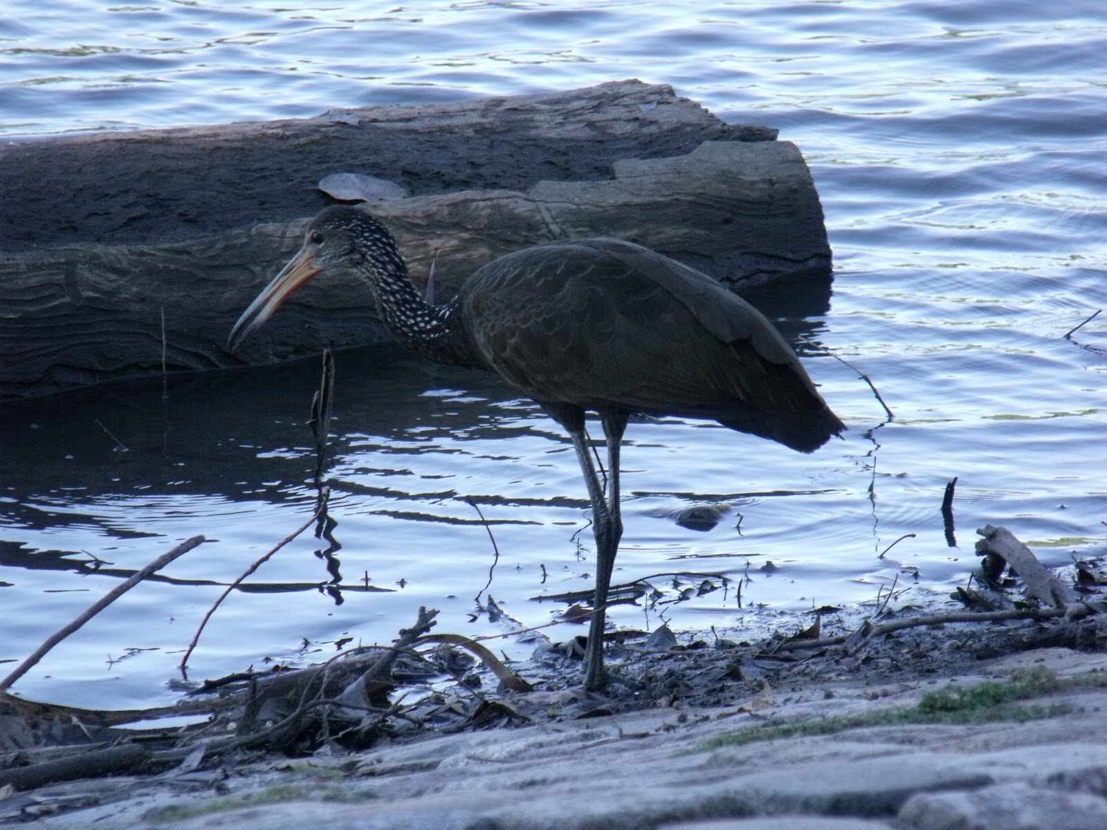 NATURALEZA Y CULTURA: El Carau