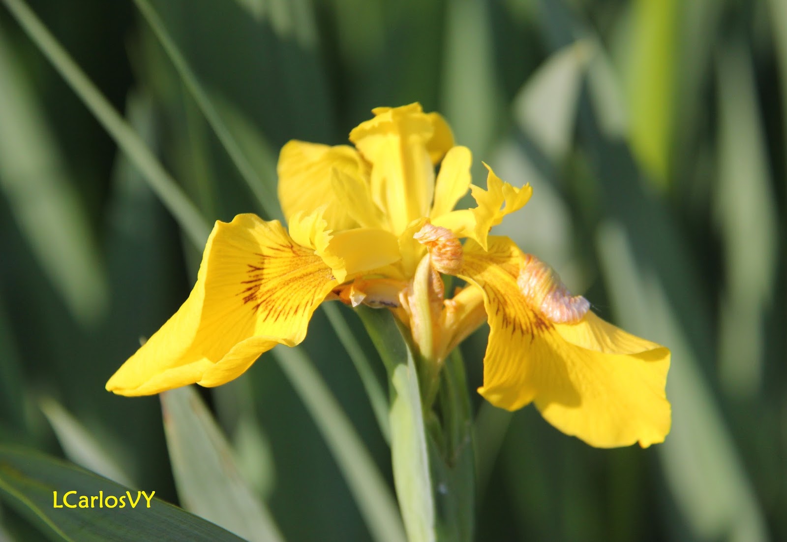 Plantas silvestres de Asturias: Lirio amarillo - Iris pseudacorus
