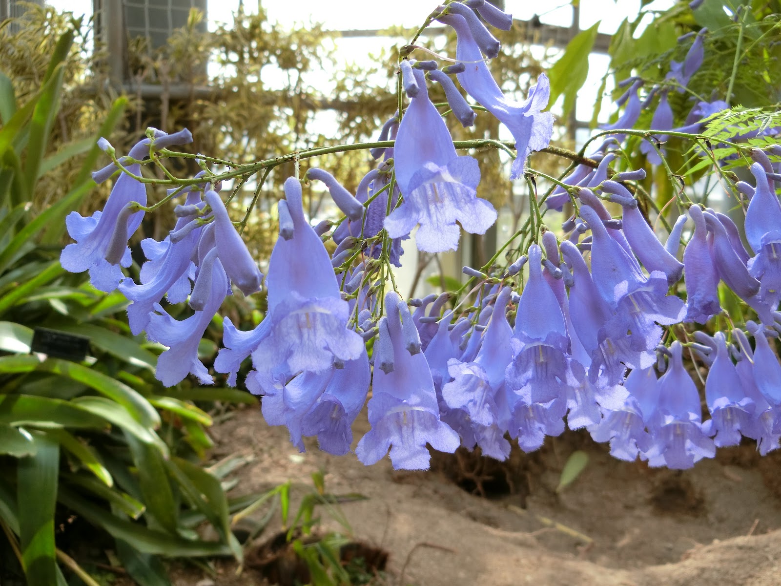 60歳で無職の優雅な日々: ジャカランダ・カローバ x プベルラ Jacaranda puberula × caroba