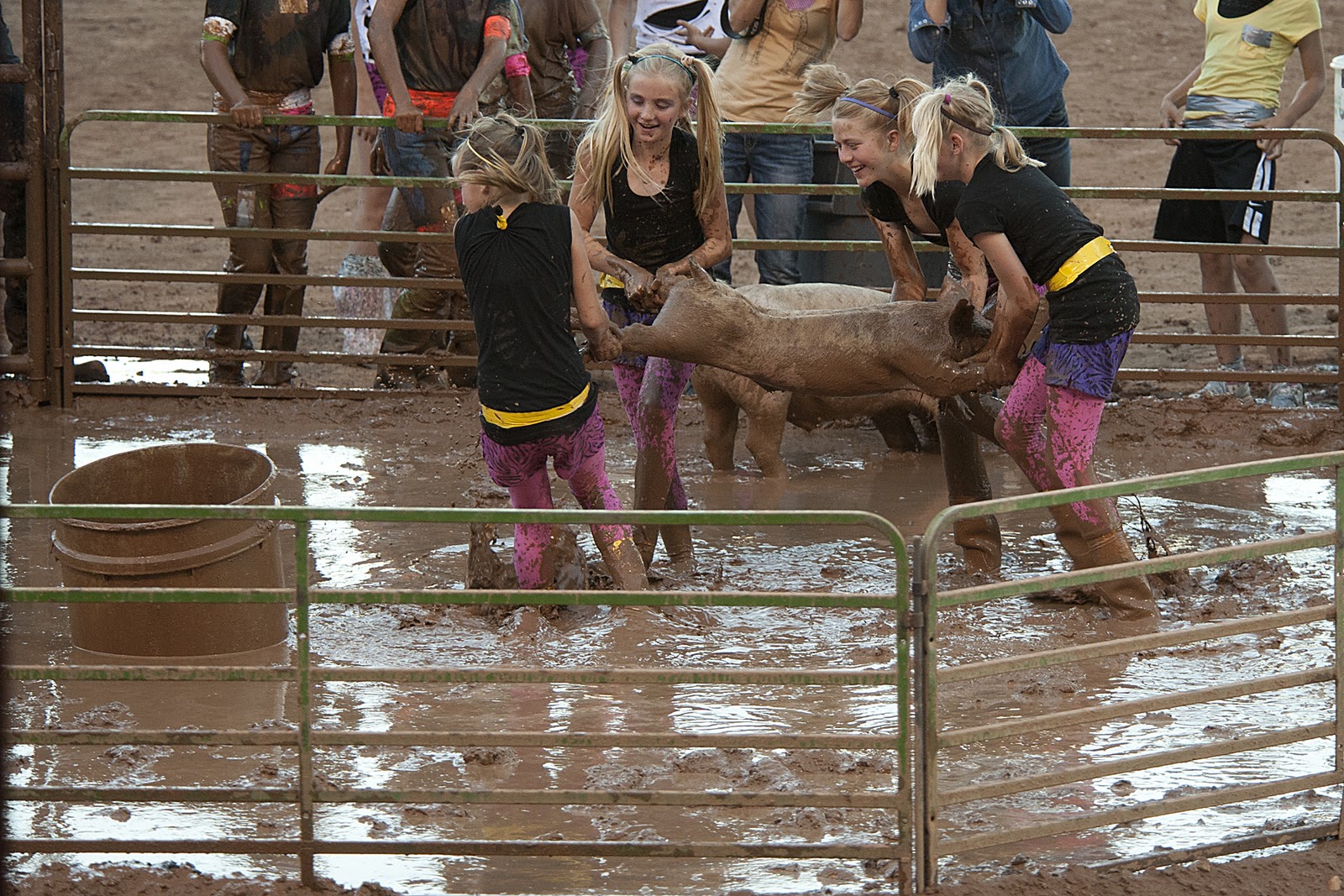 The Booby Hatcher: Pig Wrestling, Albany County Fair