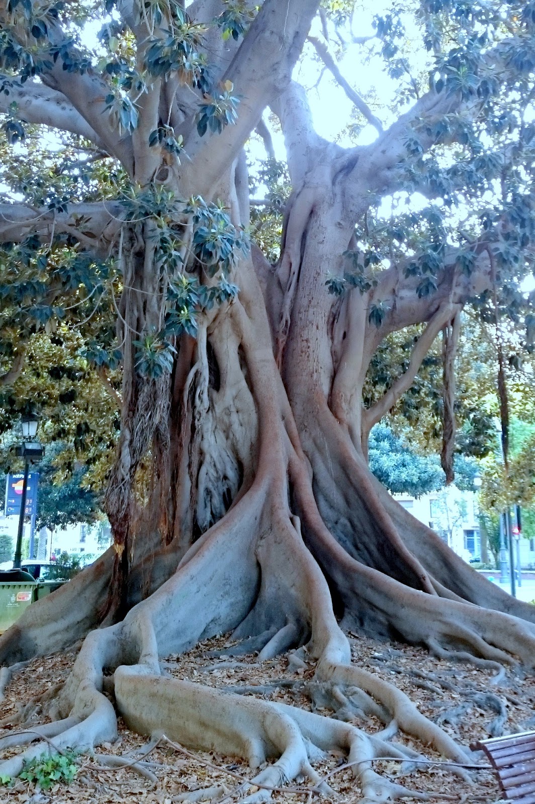 Árboles con alma: Ficus gigante. Higuera de la bahía de Moretón. (Ficus ...
