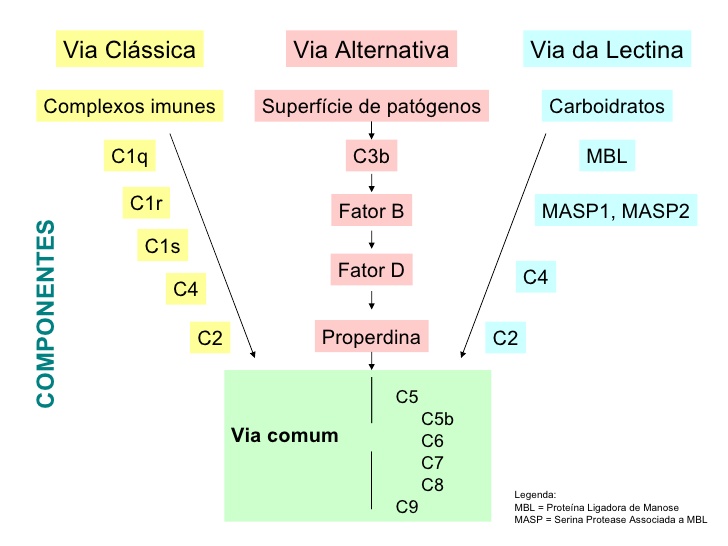Defesas Não Específicas: Sistema Complemento
