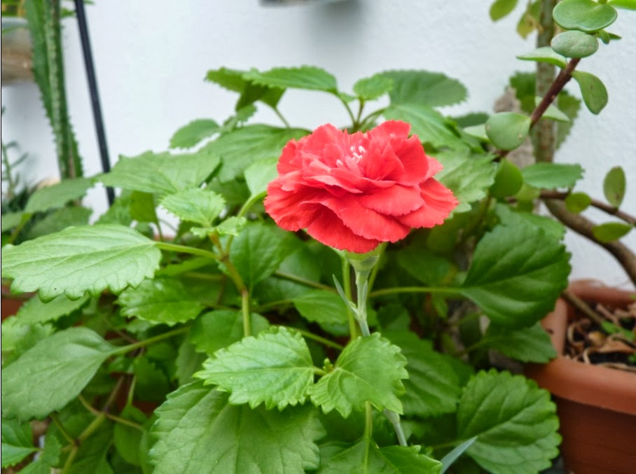 Ubrique en verde: El rojo clavel