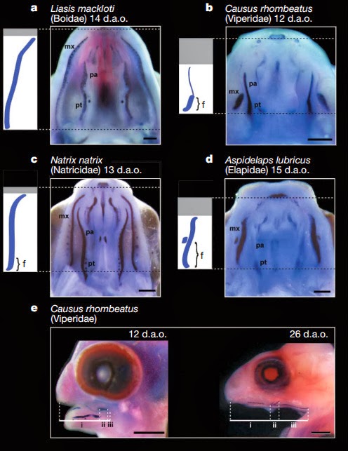 Life is short, but snakes are long: Basics of Snake Fangs