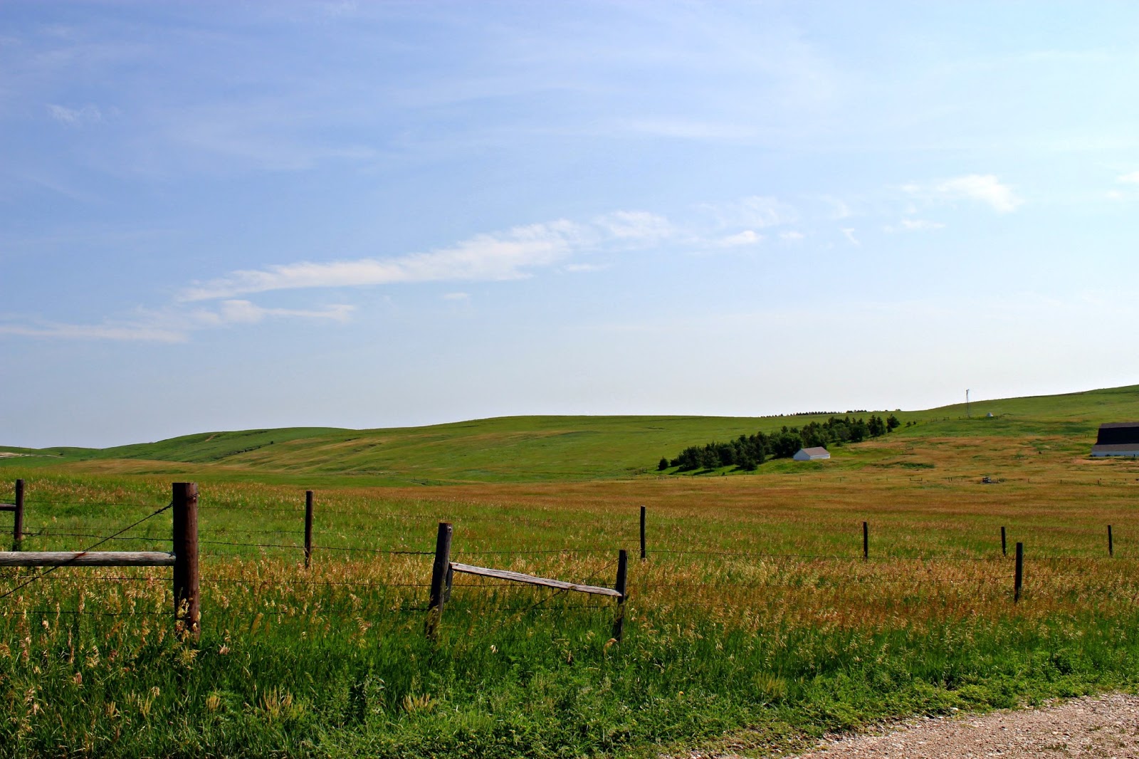 Learning to Be An Oak Tree: Nebraska