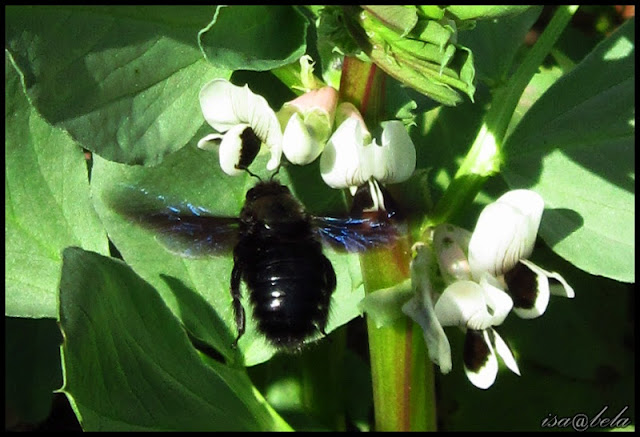 Bicharada e Aves: Moscardo ...