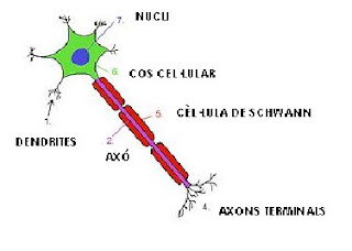 Alzheimer: 1- CONEIXEM EL SISTEMA NERVIÓS