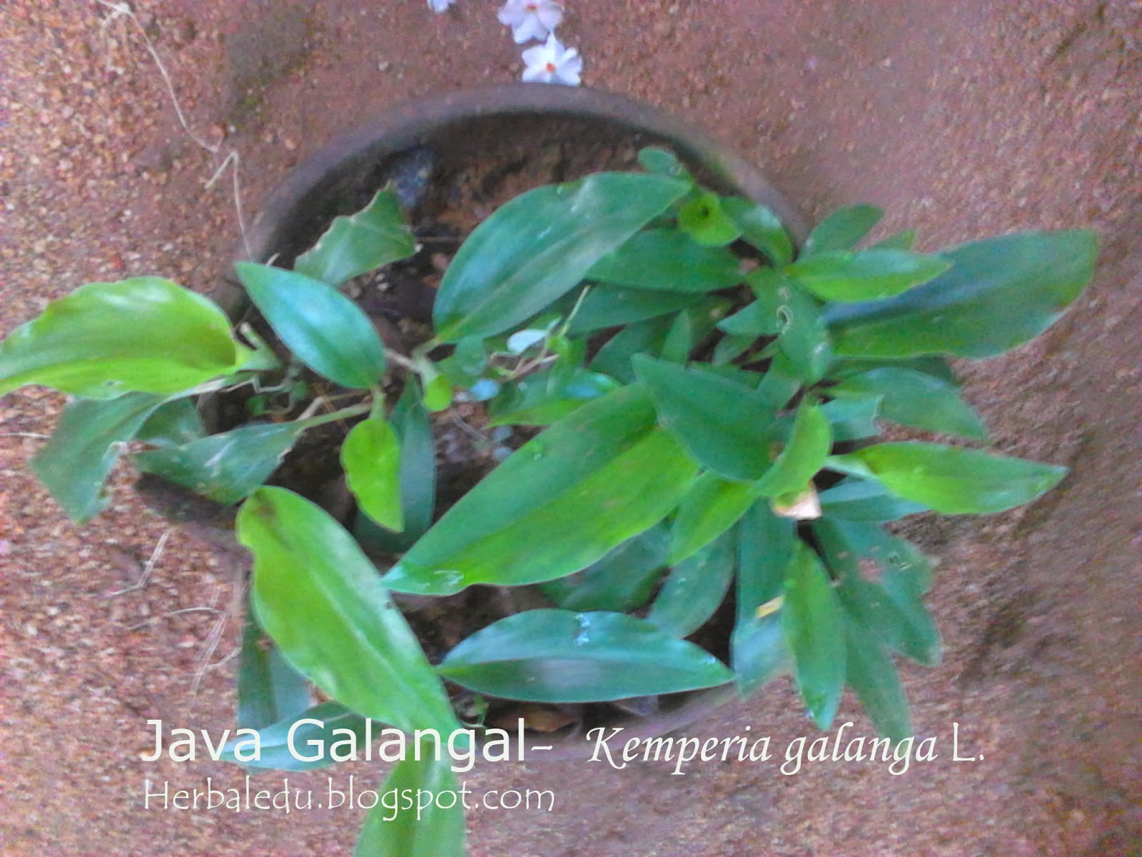 Java galangal - Iguru piyali - ඉගුරු පියලි - Herbal Plants of Asia
