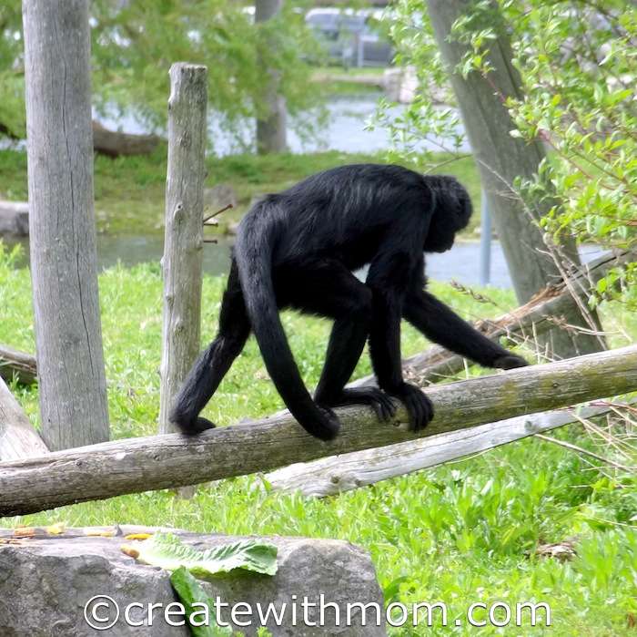 Create With Mom: We Had a Wild Day at #AfricanLionSafari + a chance for ...