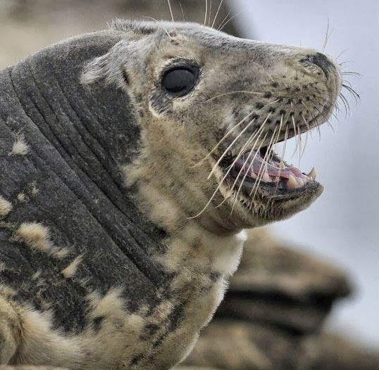 Foca riéndose es captada por el lente de una cámara - Seamos Mas ...