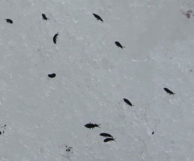 Reflections from Crumbly Acres: Macrophotography, bugs, snow fleas and ...