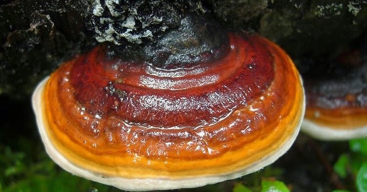 Nutrition & Natural Medicine News: Red banded polypore mushroom as a ...