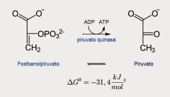 Urbina Vinos Blog: El Piruvato es el Producto de la Glucolisis