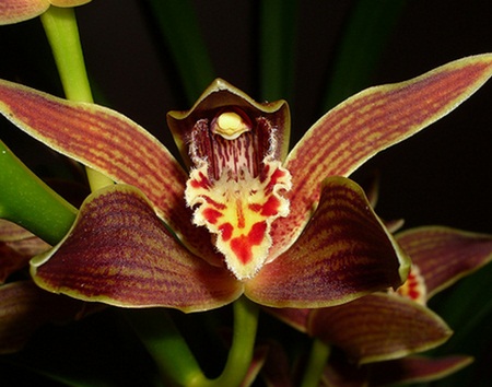 19 Jenis Bunga Anggrek yang Ada di Indonesia - Toko Bunga di Lamongan ...