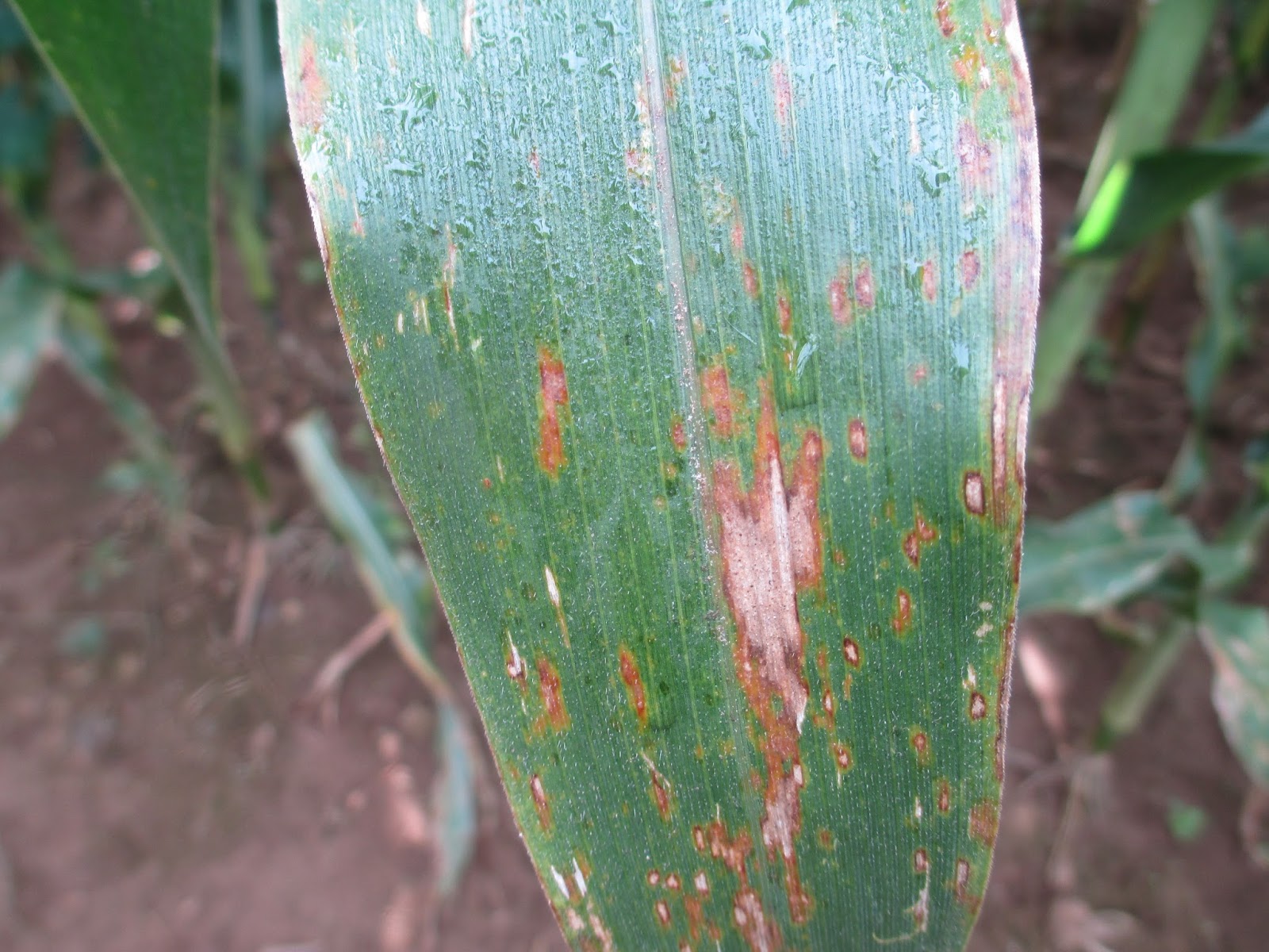 Grain Crops Update: Corn Replanting - Disease Risks