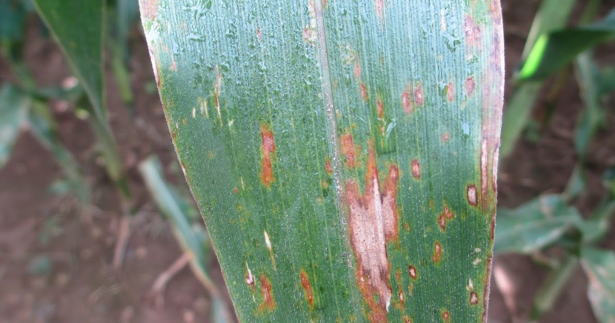 Grain Crops Update: Corn Replanting - Disease Risks