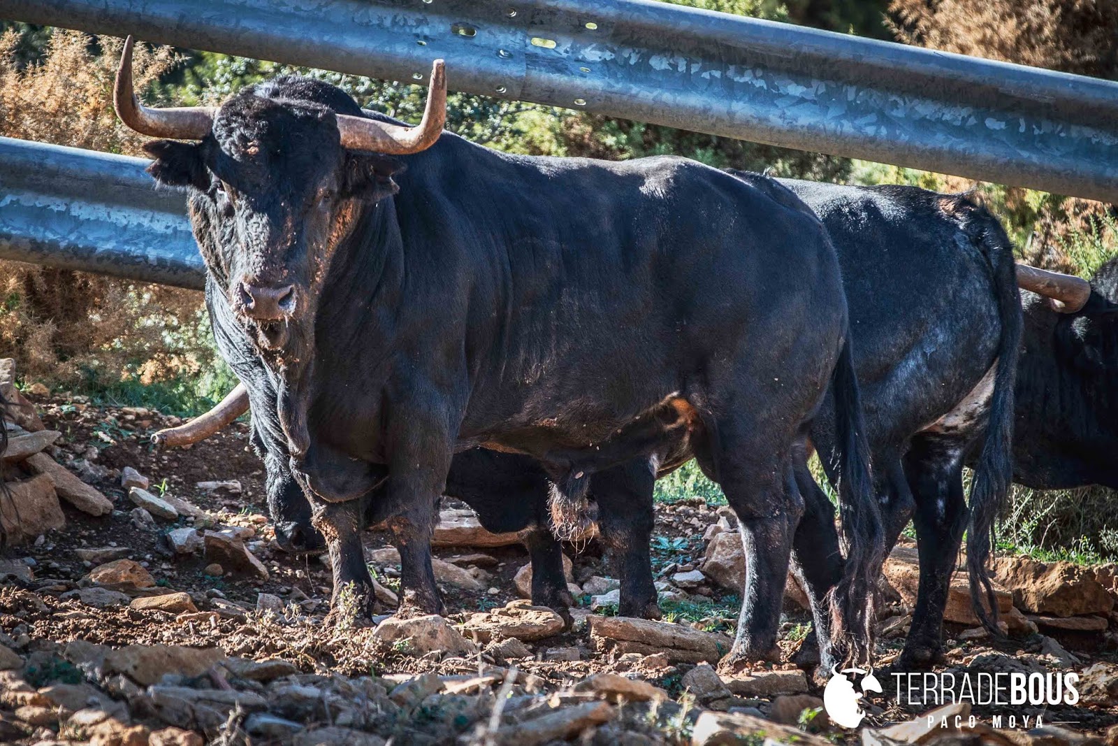 TOROS CERRILES PREPARADOS EN LA FINCA LA CARRASCA PARA LA PRÓXIMA TEMPORADA