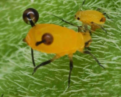 Springfield Plateau: Aphid Cornicles