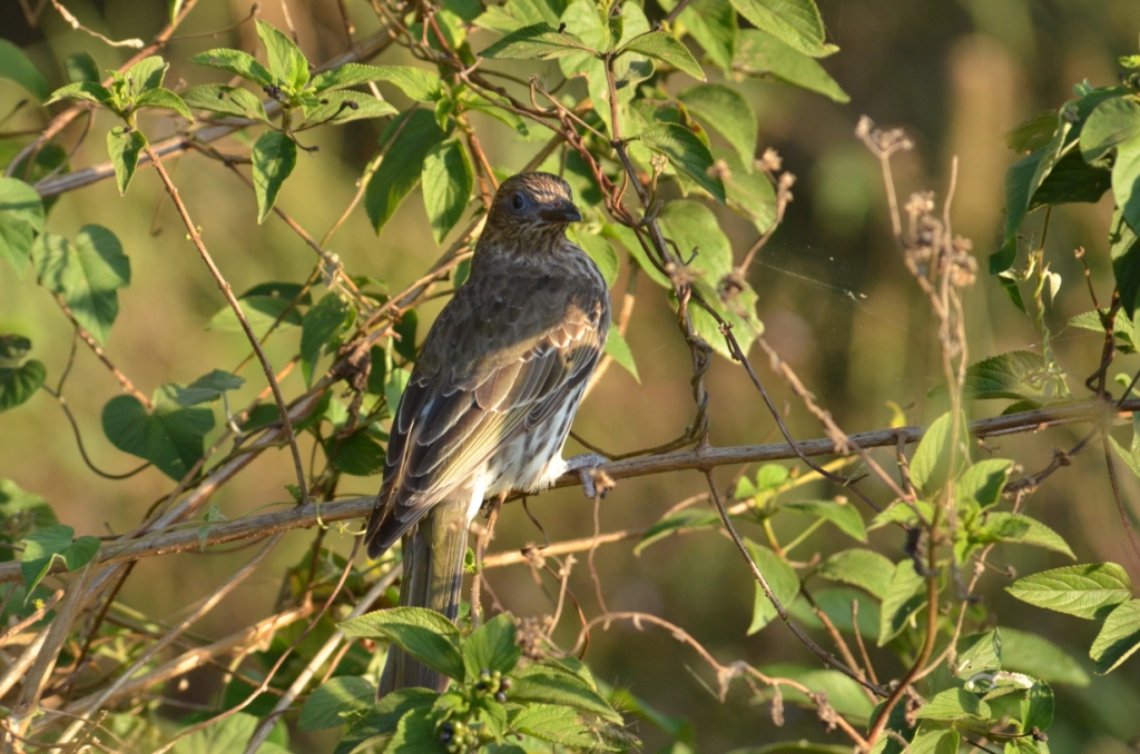 Australian Birds Photography: KEUNEA PHOTOGRAPHY: Birds of Coles Creek ...