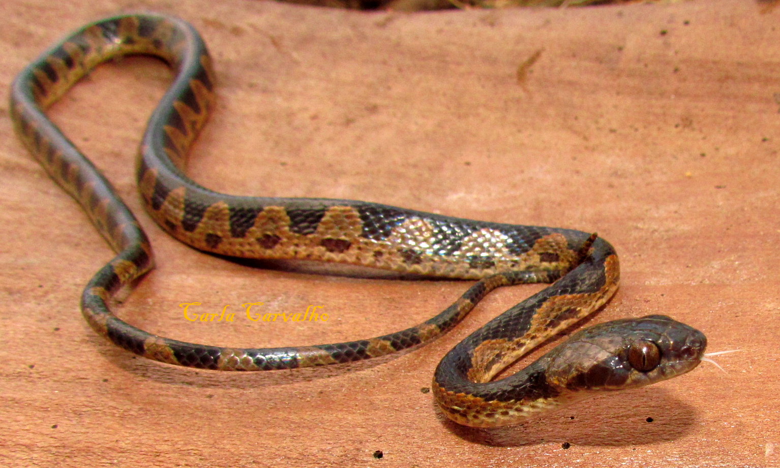 BIOSERPENTEIA: Leptodeira annulata