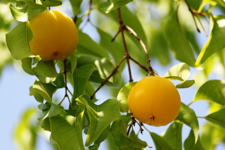 VerdeMente: Frutas do Cerrado