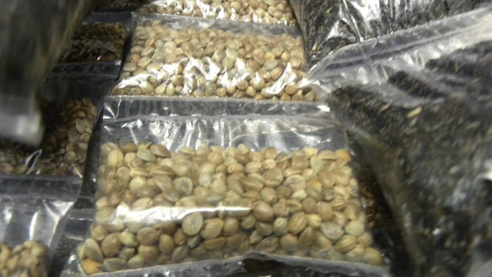 Cara Menanam Fumayin serta Manfaat dan Bahaya Bijan | Ada Hidroponik