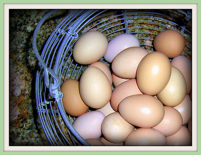 Wit's End Farm: We Have Eggs!
