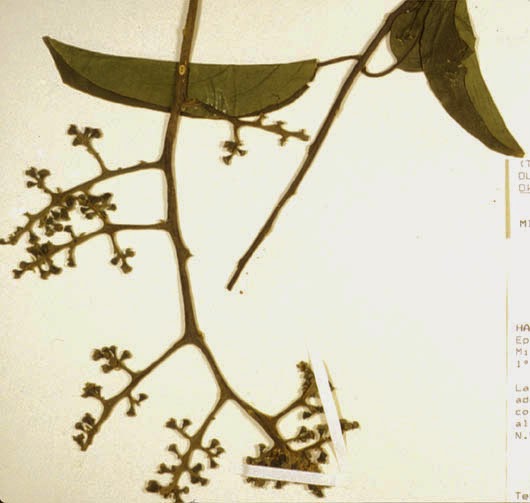 Guido Korbach, homöopathische Praxis: Okoubaka Erfahrungen Anwendung ...