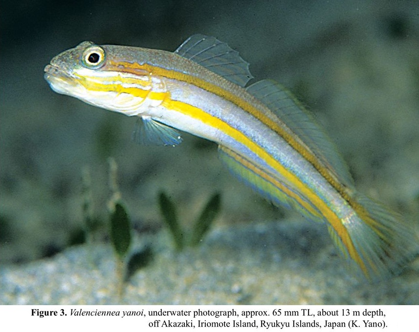 Species New to Science: [Ichthyology • 2016] Valenciennea yanoi • A New ...