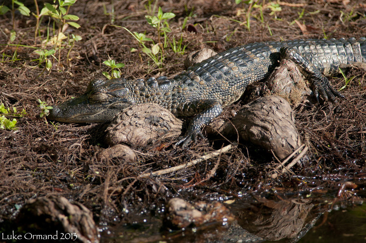 Welcome to. . .: Palm Beach County in January