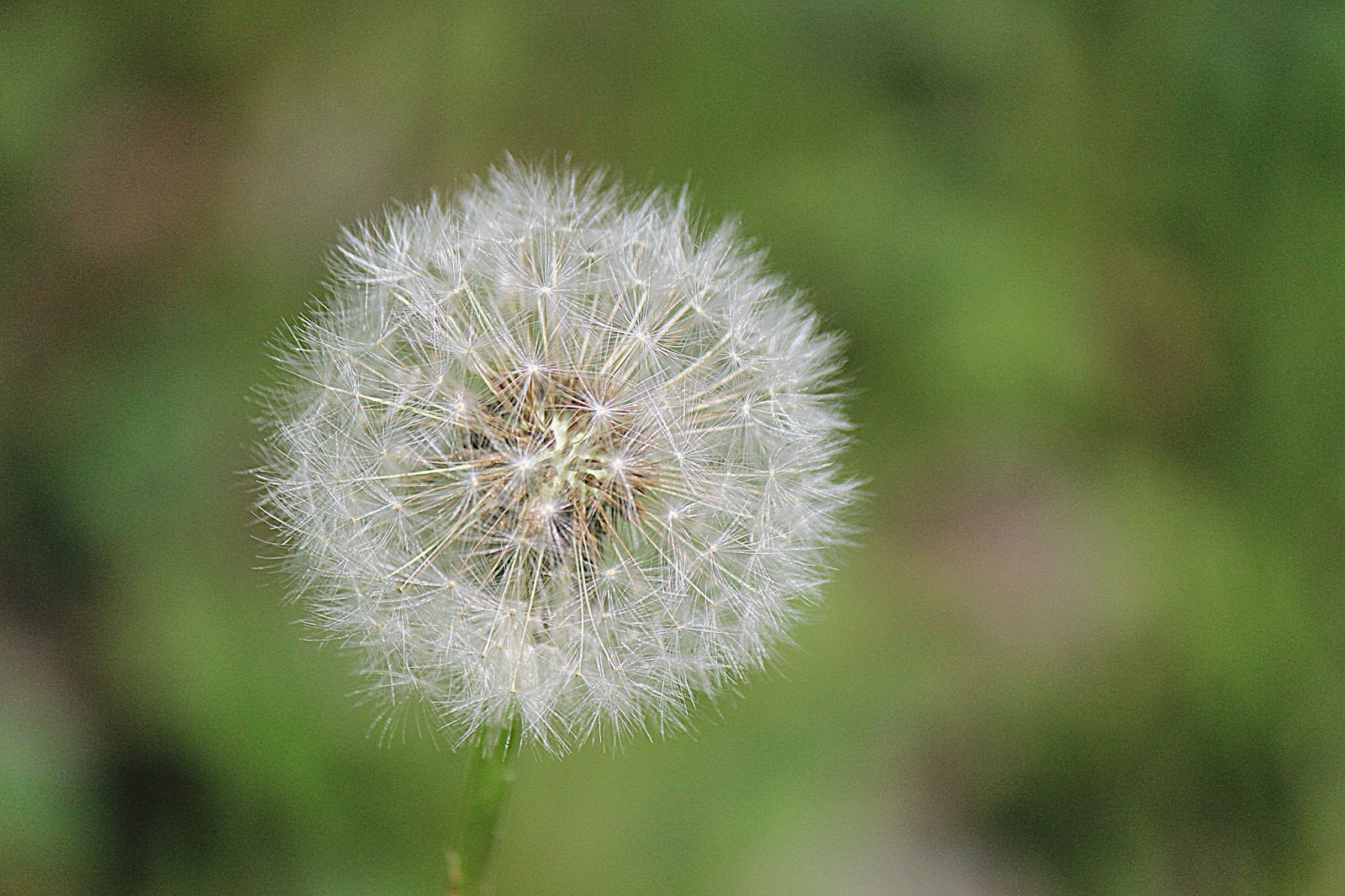 Dandelion Seeds