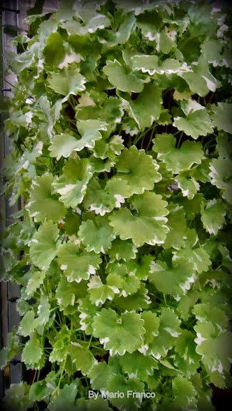 Meu Cantinho Verde: NEPETA-VARIEGATA - ( Glechoma hederacea “Variegata” )