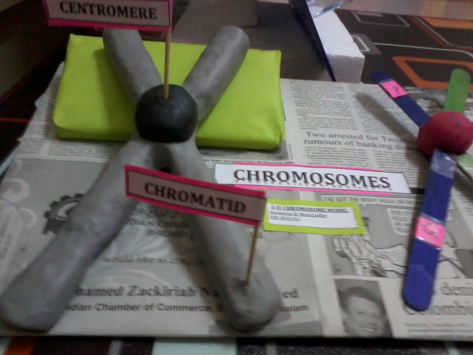 Share & Tell: Building a model of chromosome.