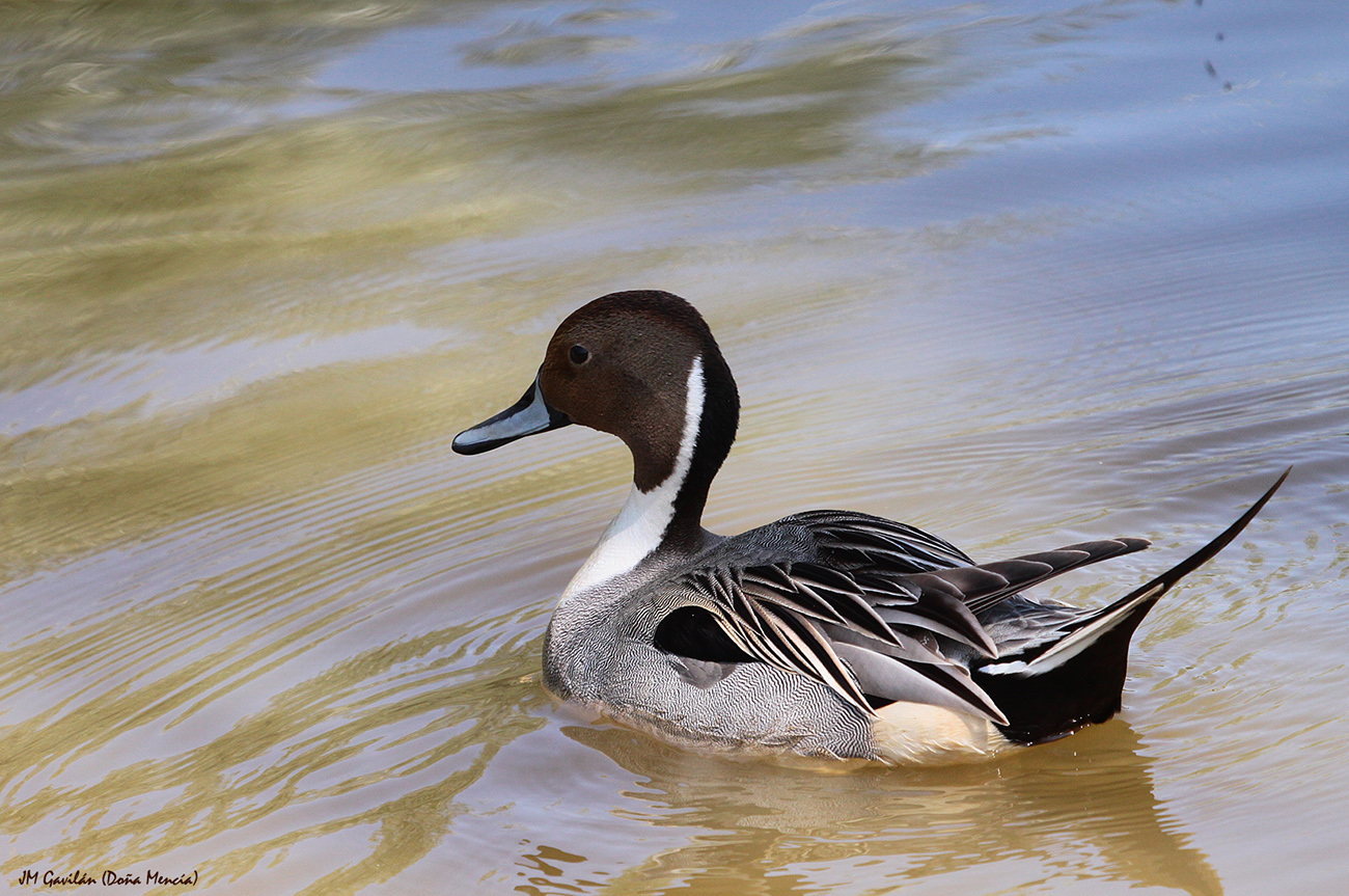 Fotografía de Naturaleza - JM Gavilán: Ánade rabudo (Anas acuta)