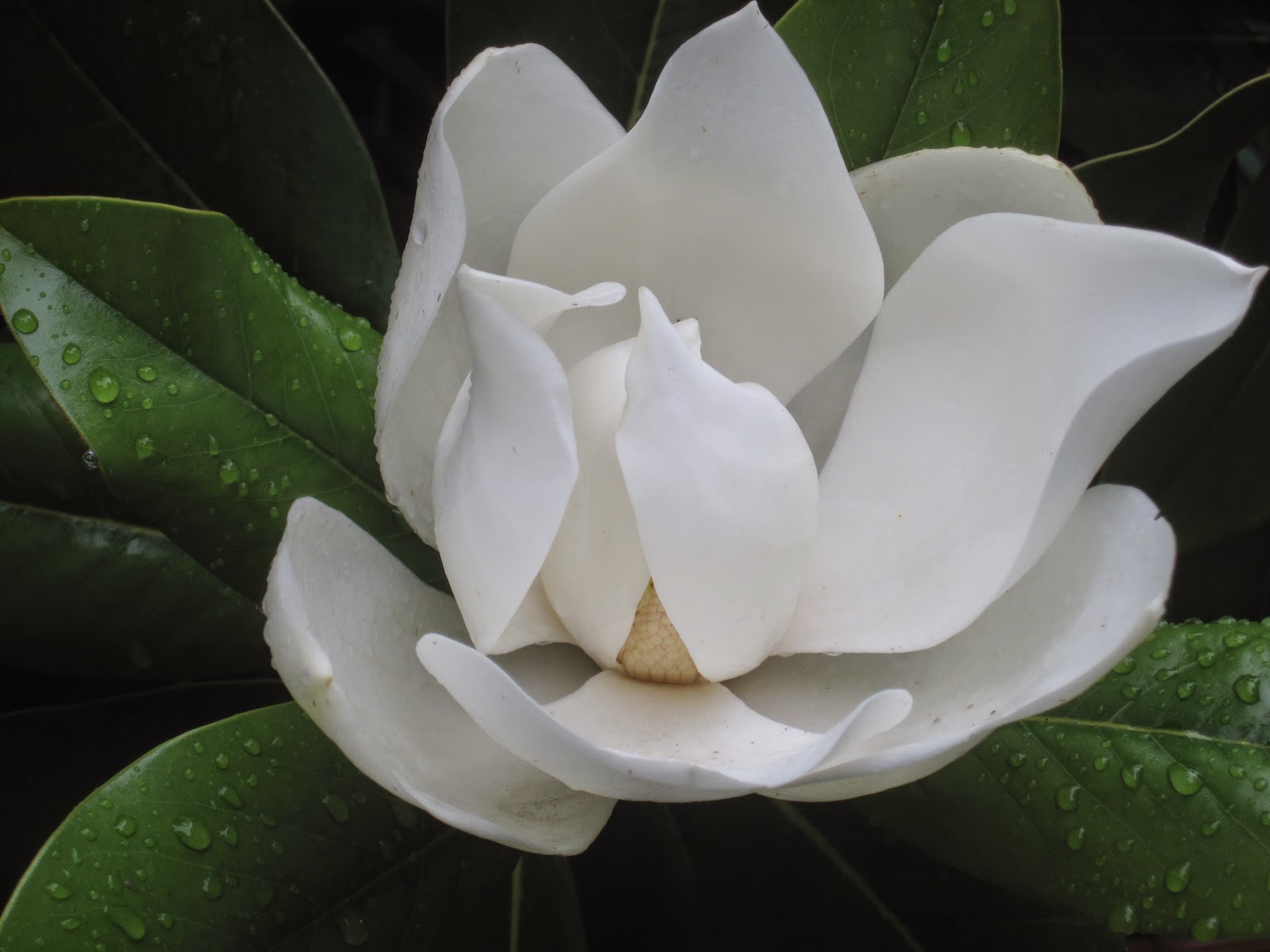 BAHCEMDEKİ SİHİR: MANOLYA ( MAGNOLİA )