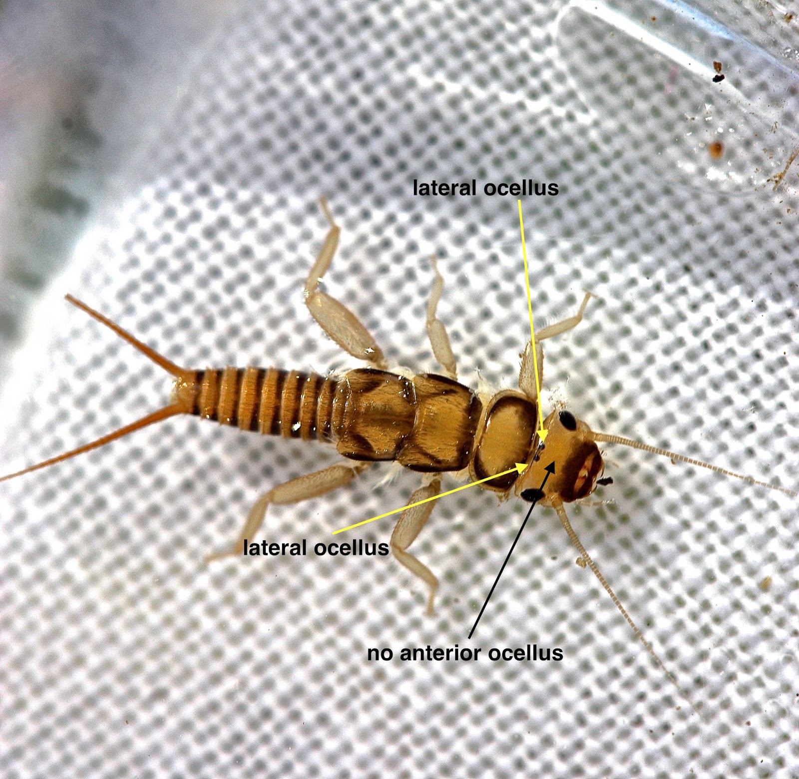 Aquatic Insects of Central Virginia: A "Cheat Sheet" for "Common ...