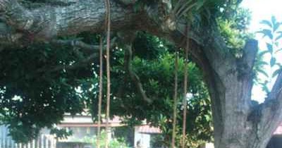 DIY Rope Tree Swing Tutorial | Find My DIY