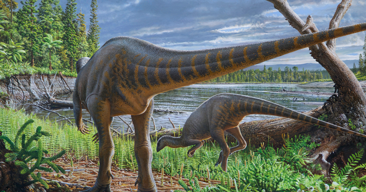 Species New to Science: [Paleontology • 2018] Diluvicursor pickeringi ...