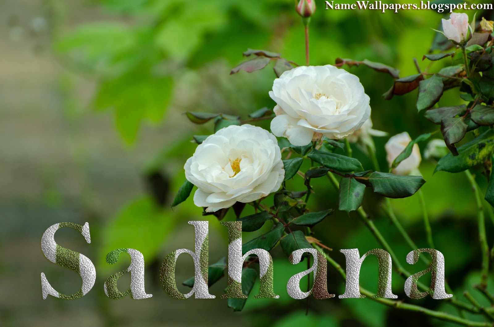 Sadhana Name Wallpapers Sadhana ~ Name Wallpaper Urdu Name Meaning Name ...