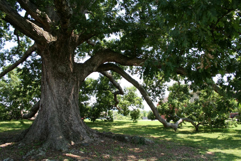 Thoughts To Ponder: The Birthing Tree