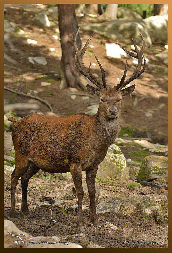 WILDLIFE GATEWAY: Cerf elaphe des Pyrénées