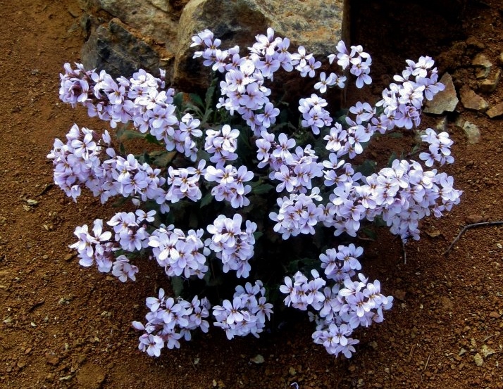 Biodiversity of Cyprus by NGO Protection of the Natural Heritage and ...