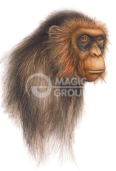 Escenarios prehistóricos: Dendropithecus