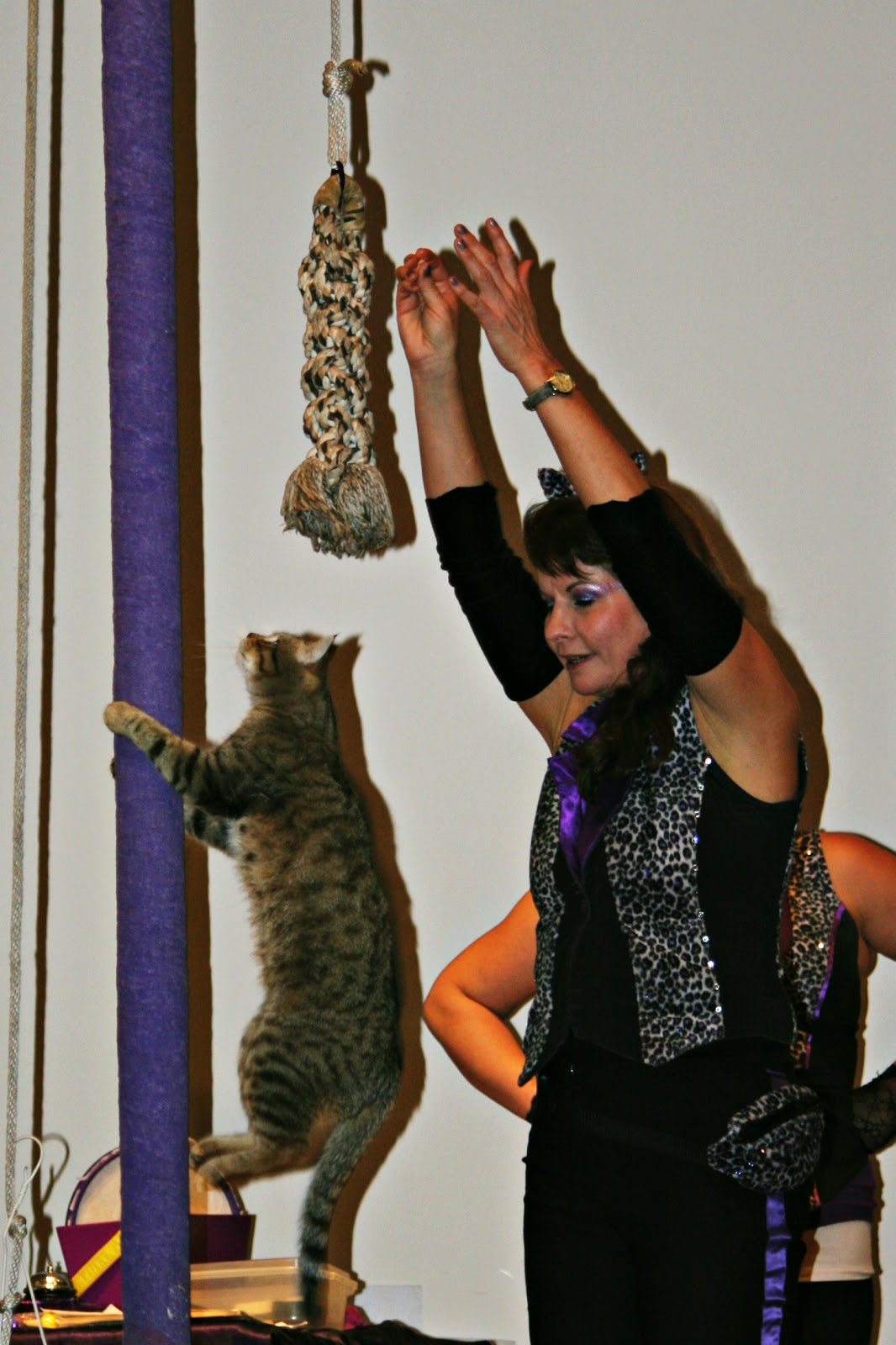 Two Bears Farm and the Three Cubs: The Cat Circus Comes to Roanoke