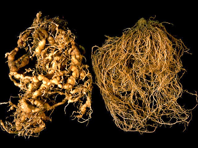 Phytopatologi: Gejala Penyakit Tumbuhan