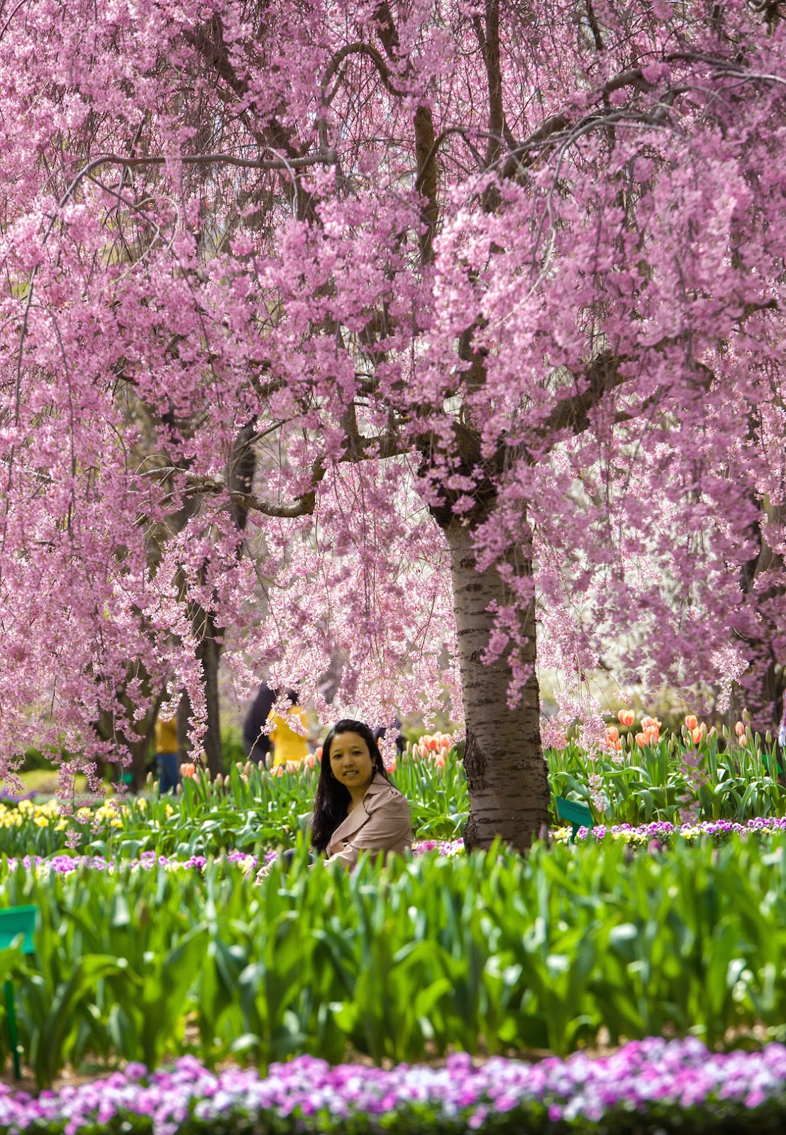 Cherry Blossoms Tulip Top Garden Canberra Australia