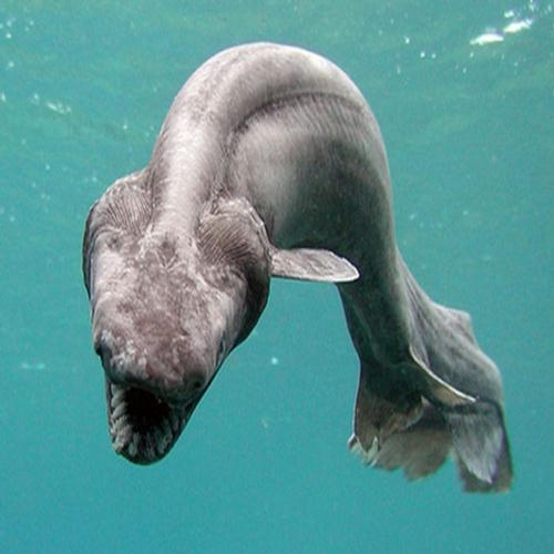 Life of Frilled Shark | Life of Sea